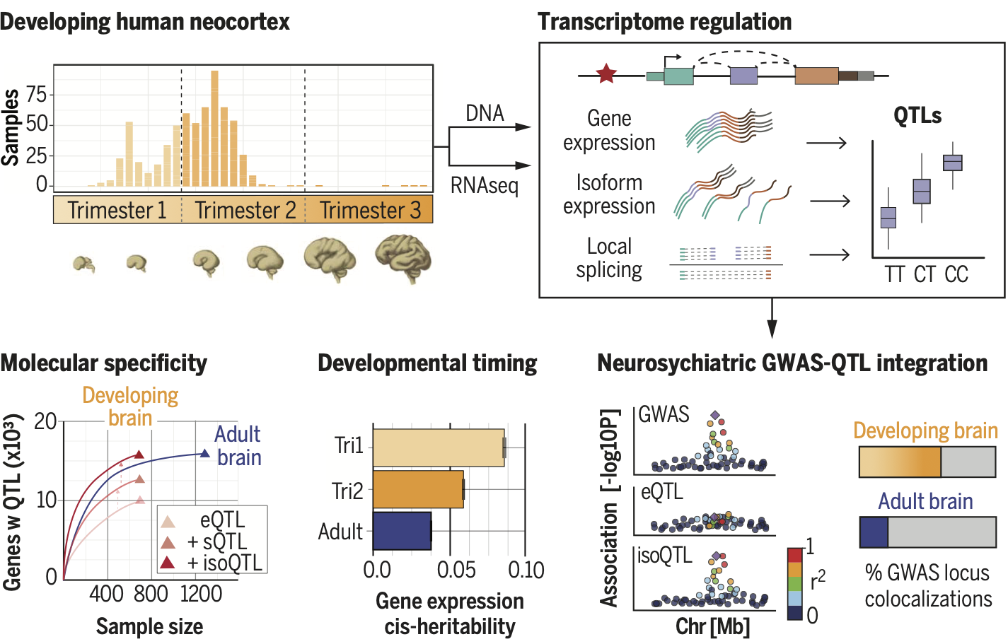 Developing Brain Hub | Gandal Lab
